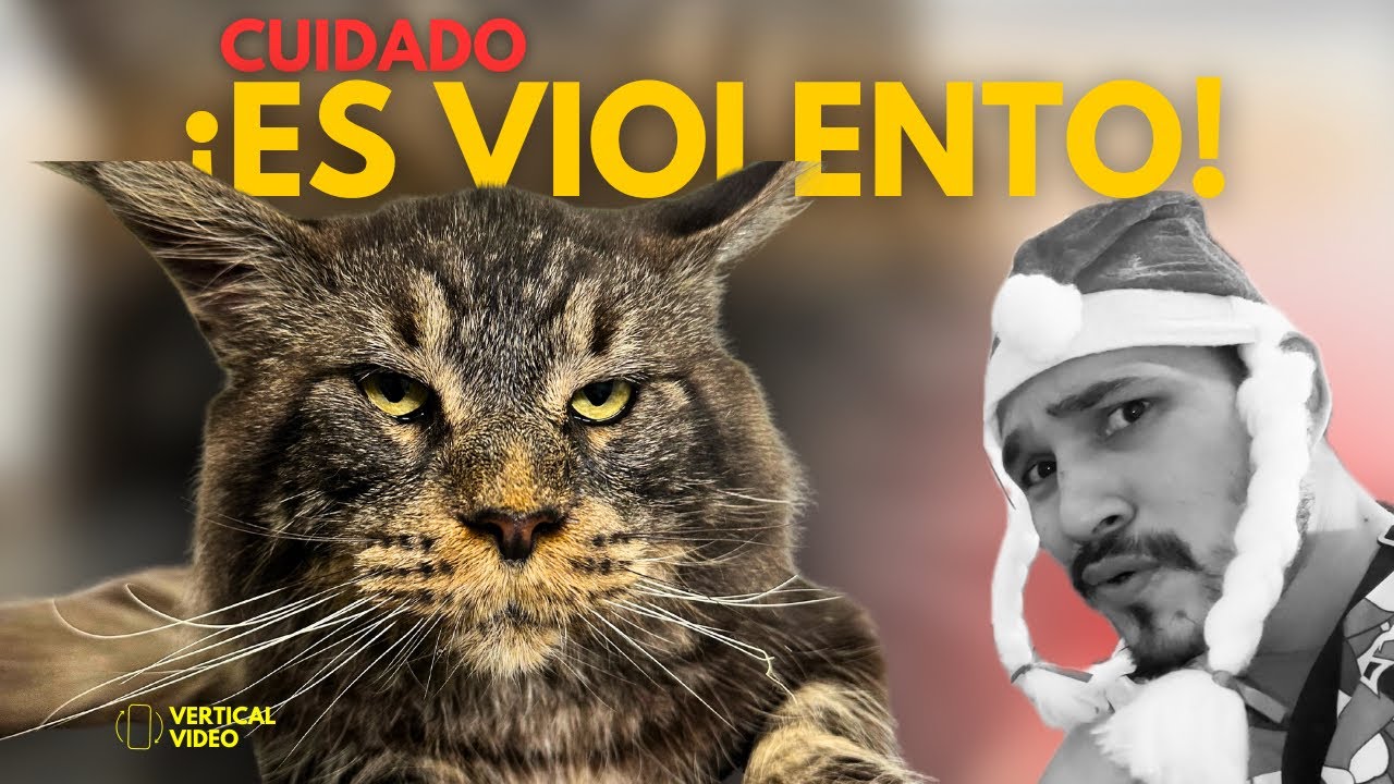 ESTE GATO GIGANTE ES MUY VIOLENTO Y AGRESIVO🔥 | LOGRO LASTIMARME⚠️ ...