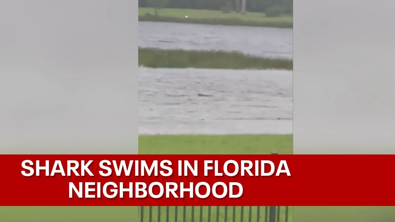 Video shows 'shark' in flooded Florida neighborhood after Hurricane Ian ...