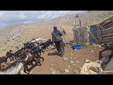 Toros Dağları'nda Keçi Sürüsüne Tuz Verme Anı | Yörük Kültürü​.
