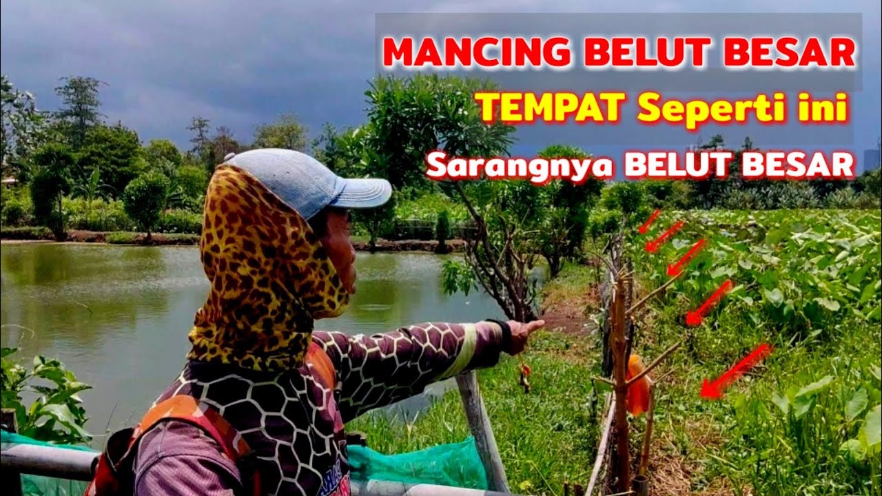 SPOT MANCING SEPERTI INI TEMPATNYA BELUT BESAR BERSARANG || MANCING BELUT RAWA - YouTube