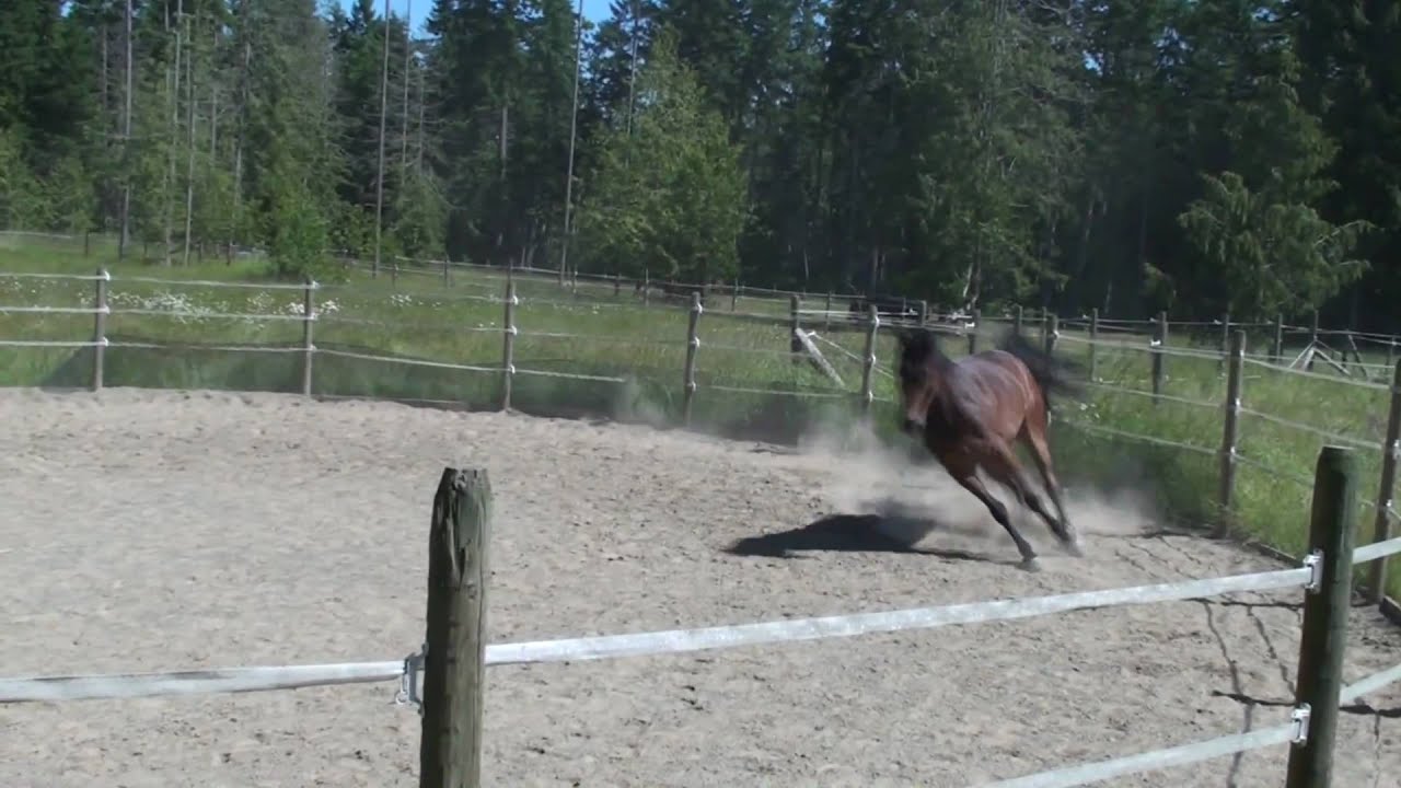 Dancing Hooves - YouTube