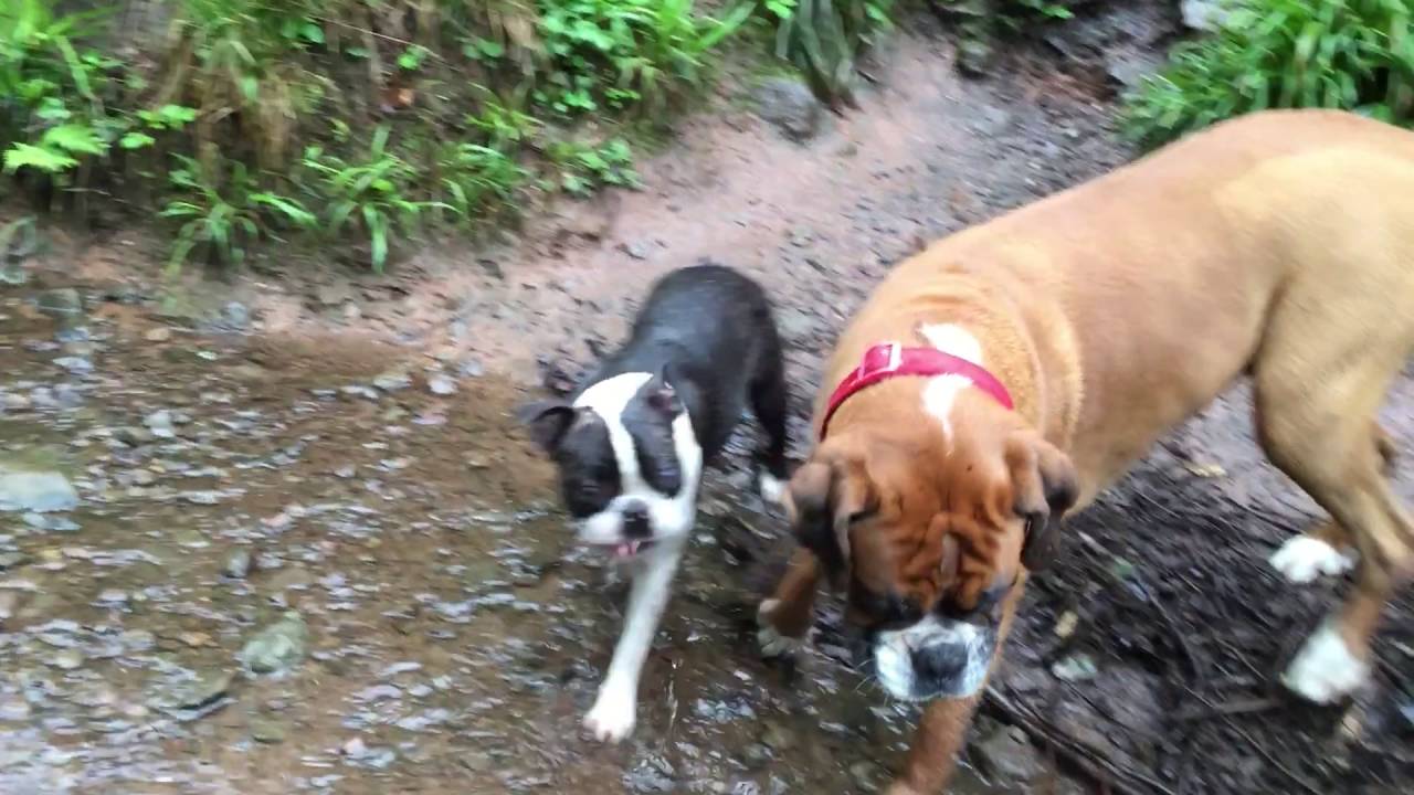 Ruby and Barney in the stream tunnels - YouTube