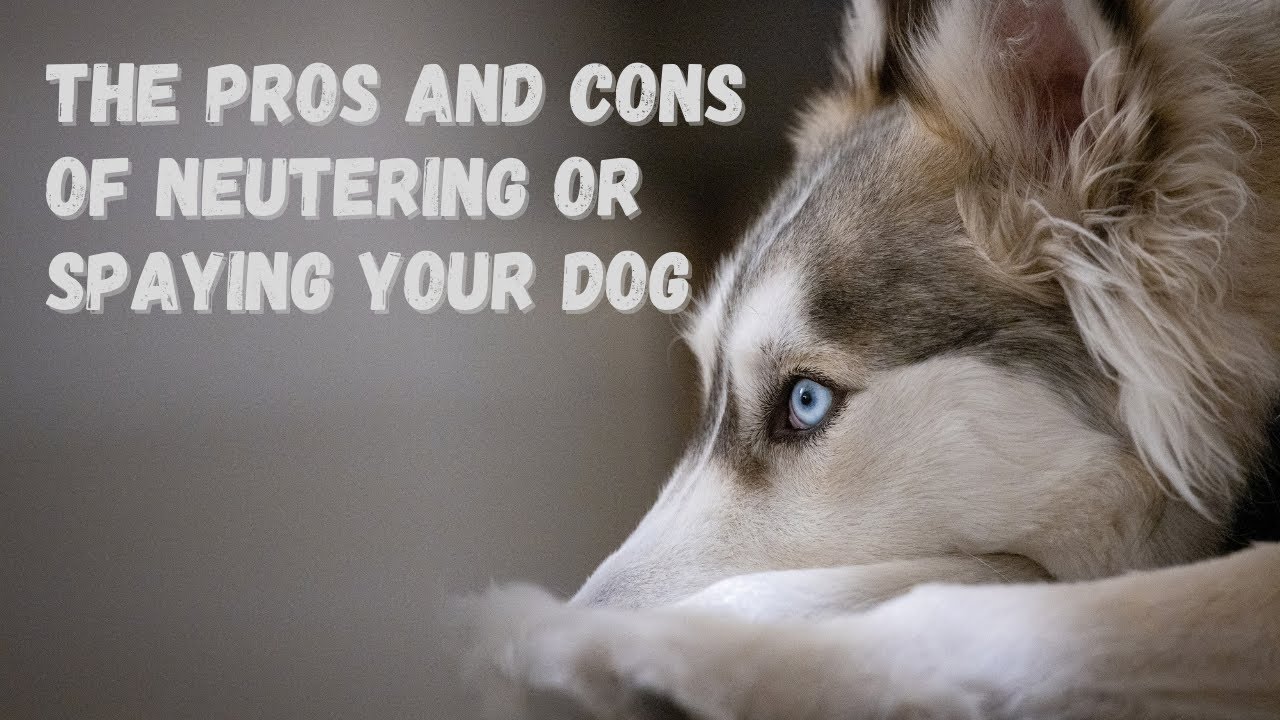 The Pros and Cons of Neutering or Spaying Your Dog - YouTube