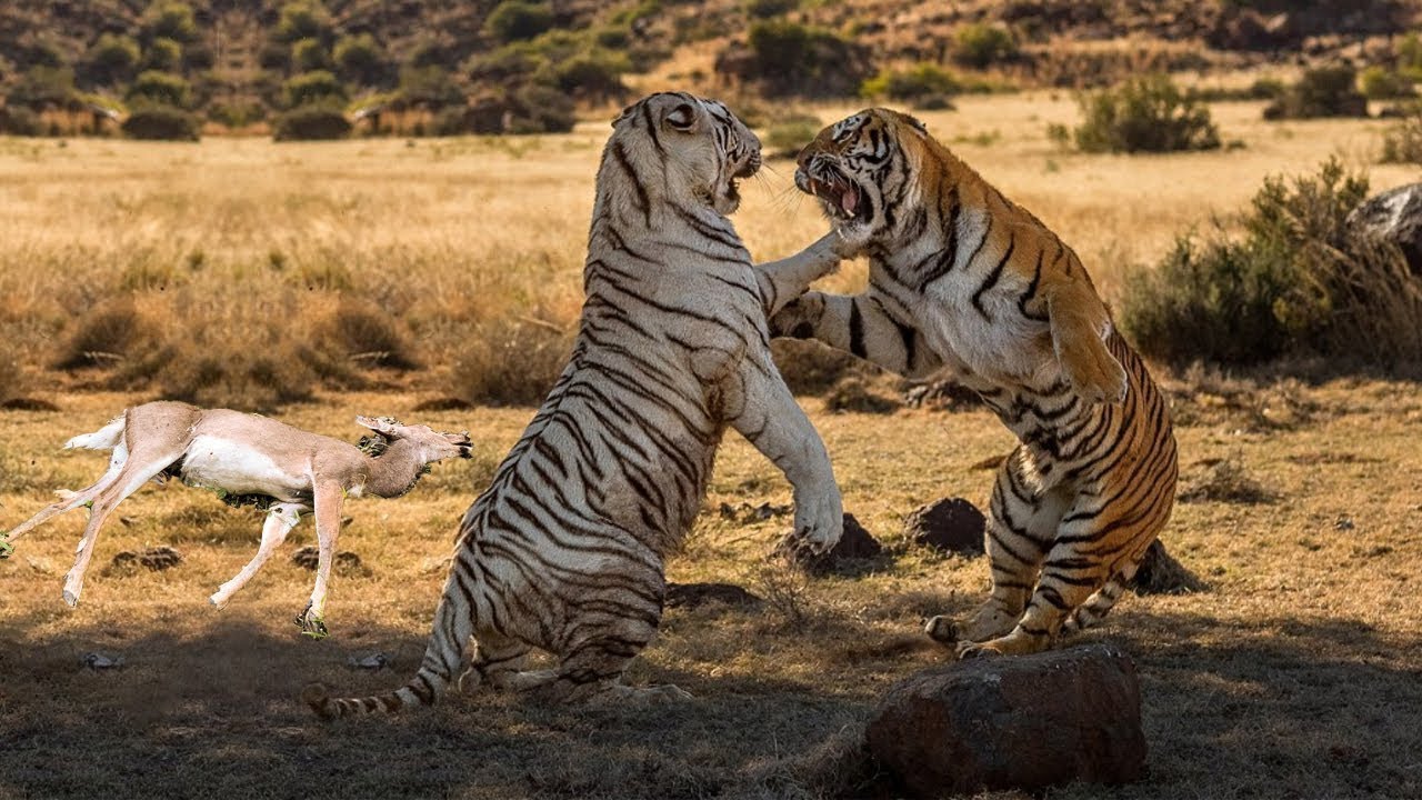 How Scary When Big Wild Animals Fight Each Other || Wild Animal Attack 2023 - YouTube