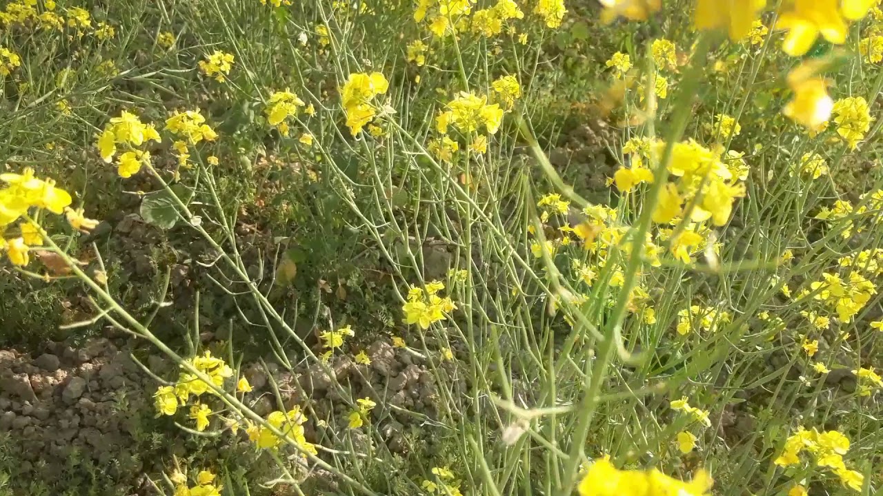 Beautiful Nature | Wheat | Spring Incoming - YouTube