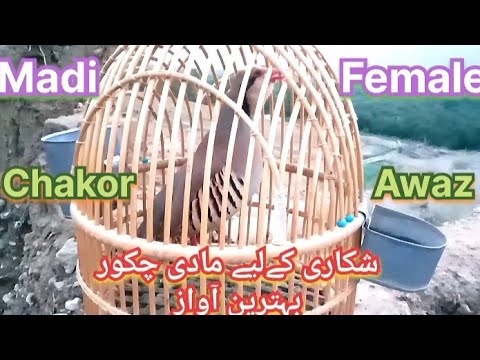 Madi Chakor Awaz Female HunterSound KeklikSesiشکاری پہاڑی مادی چکورآواز@KeklikSevdallar#birds#nature