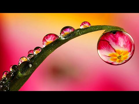 Музыка для медитации. Красивое видео цветения цветов (Beautiful flowers) !