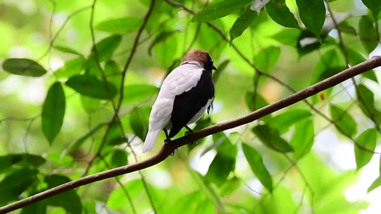 Bearded Bellbird - YouTube