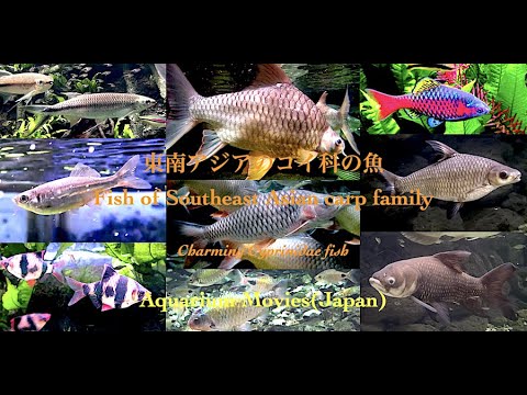 Introductory movie Fish of Southeast Asian carp family - YouTube