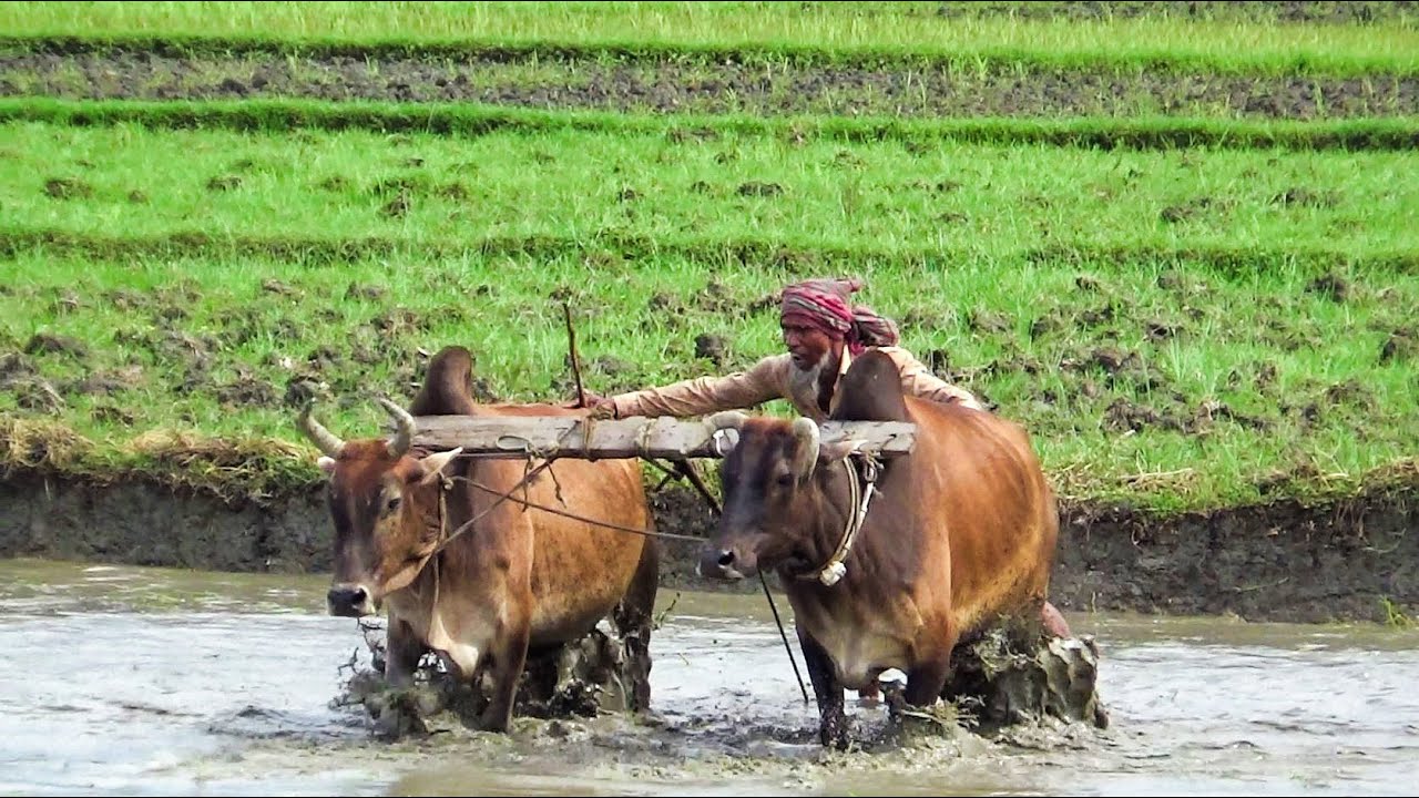 Land Cultivation By Cow Of Farmer | Land Cultivation In The OLD System ...