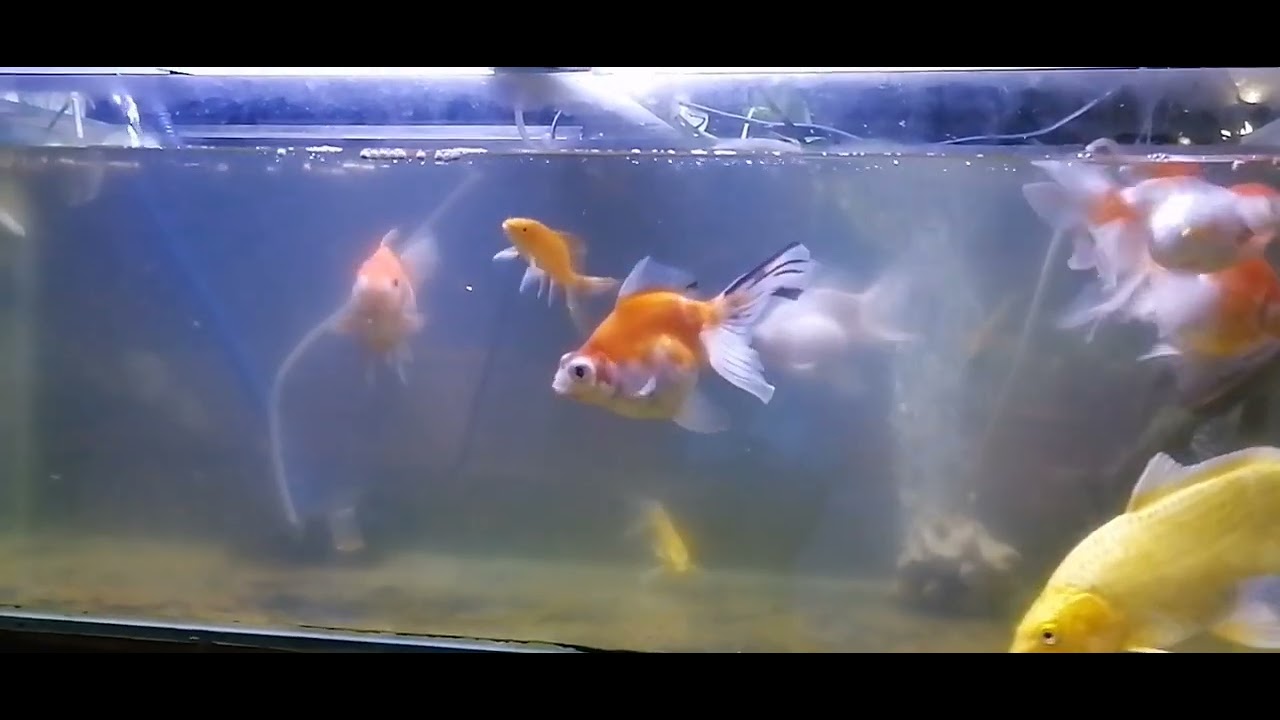 UPDATE SA MGA ISDA KO! - YouTube