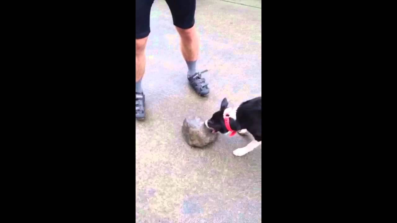 Rogue the Rock Pushing Dog - YouTube