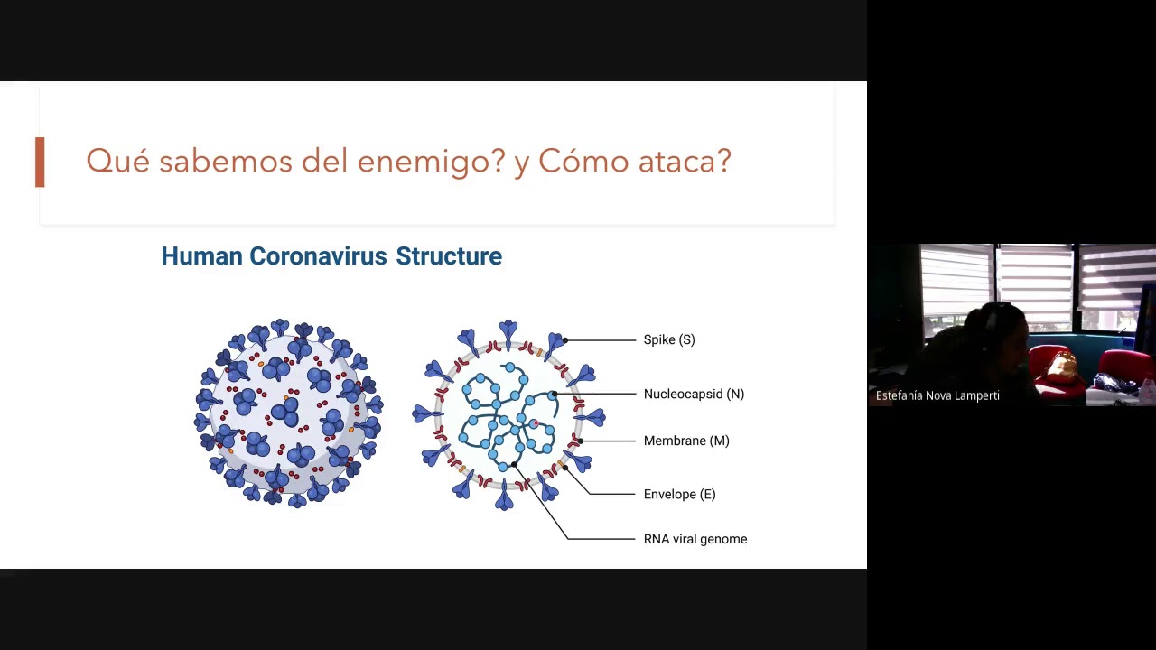 Sistema Inmune la primera línea de defensa frente a Covid19 - YouTube
