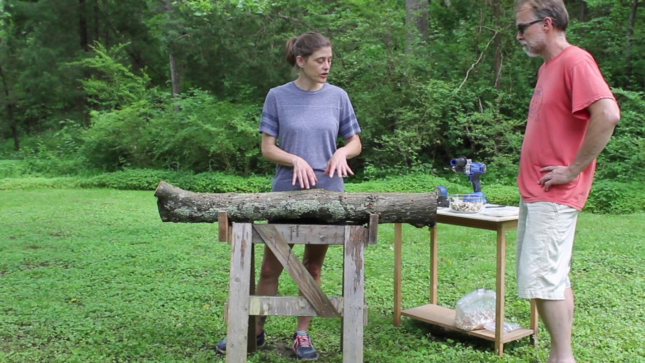 Shiitake Log Inoculation with Borrowed Land Farm - YouTube