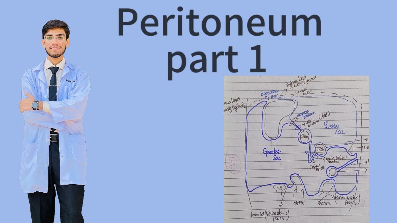 Peritoneum part 1 ||Gross Anatomy|| - YouTube