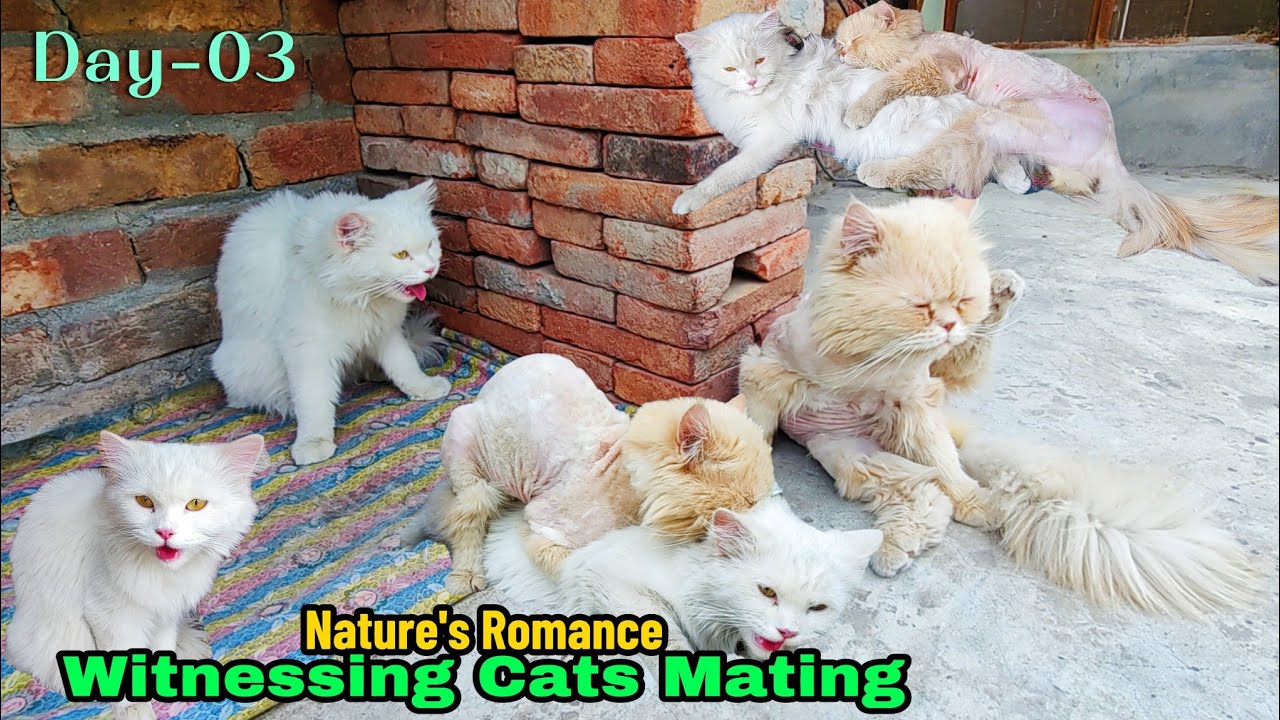 Nature's Romance: Witnessing Cats Mating - Day 03 - YouTube