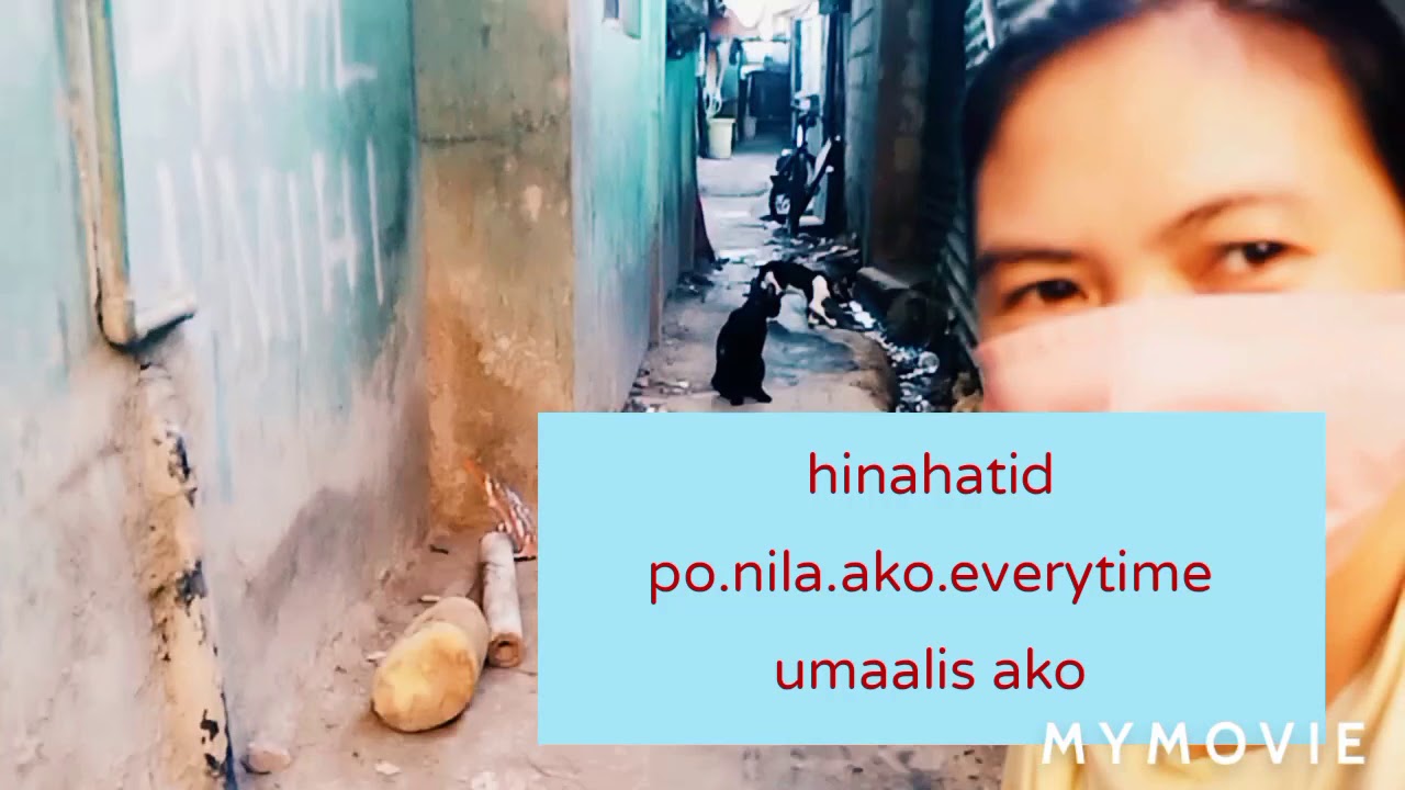 meet my cats/Lily Barro - YouTube