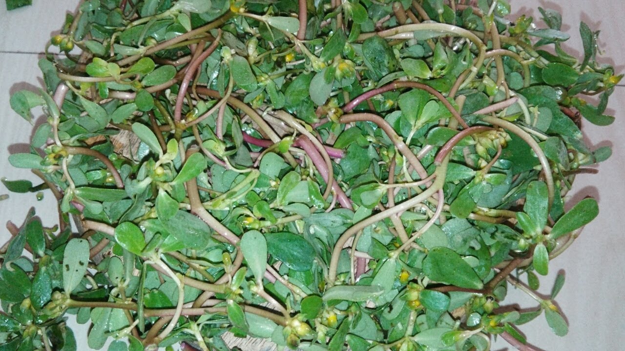 Loni ki tasty sabji || Kulfa ki sabji. Purslane leaves. - YouTube