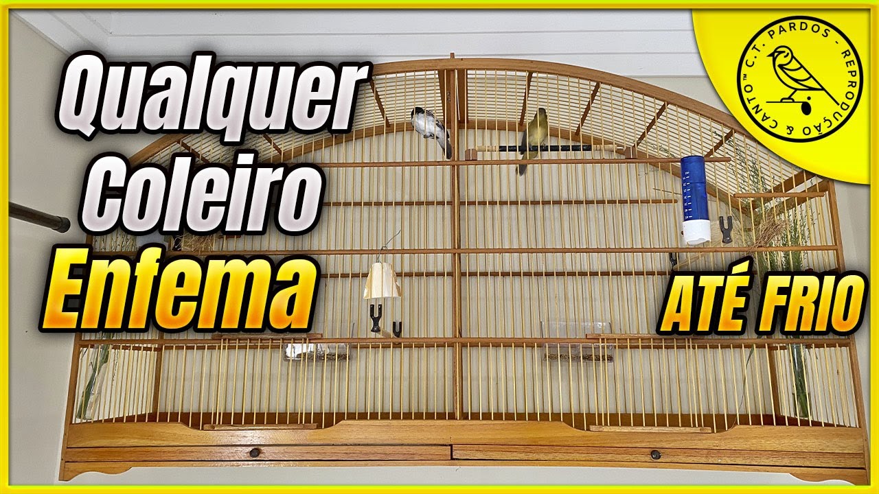 ENCONTREI O MANEJO PRA ENFEMAR MEU COLEIRO E DEU CERTO - YouTube