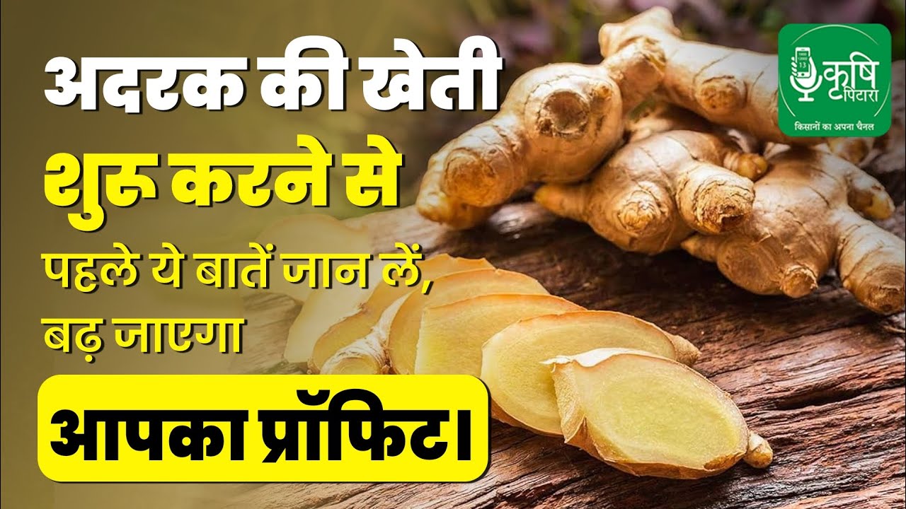 अदरक की खेती | How to increase profit from ginger cultivation? Adarak ...