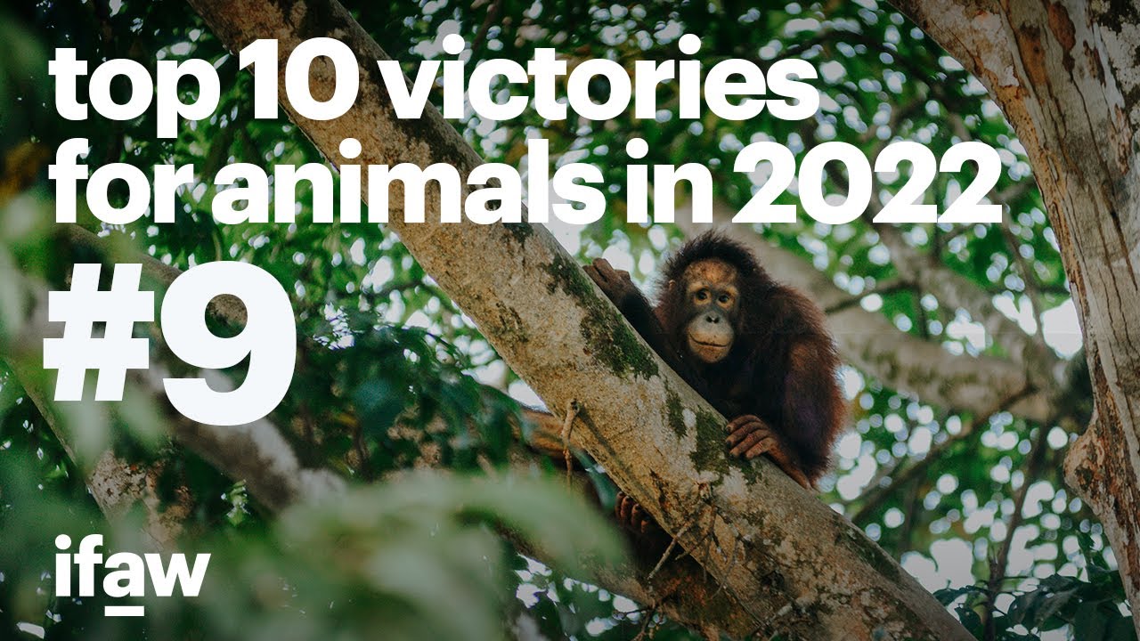 Top 10 Victories for Animals in 2022 | #9: A new life in the wild for ...