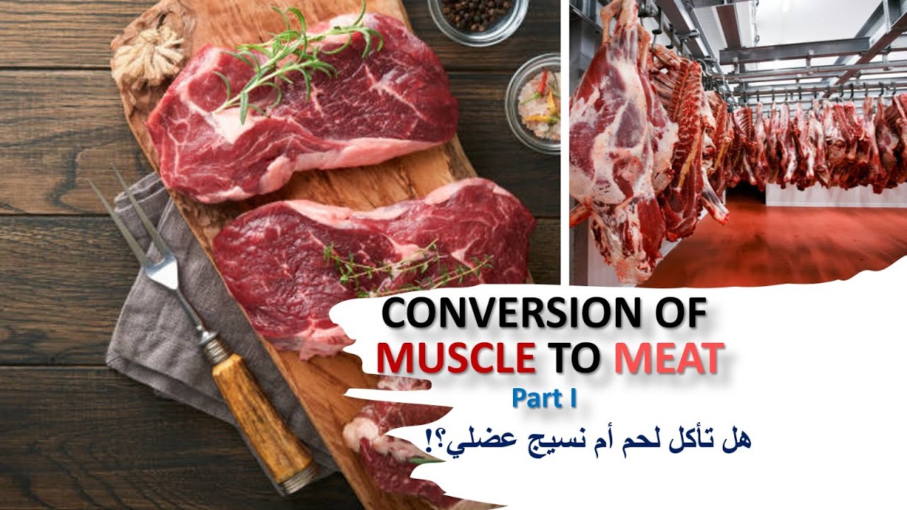 Lecture 10 (Part I): CONVERSION OF MUSCLE TO MEAT !هل تأكل لحم أم نسيج ...