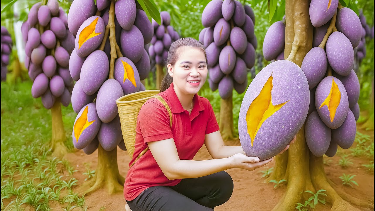 Harvesting Rare Giant Sweet Purple Mangoes & Selling at Rural Markets ...