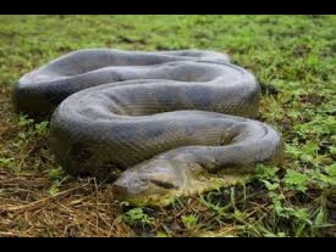 ULAR PITON TERBESAR DITANGKAP - YouTube