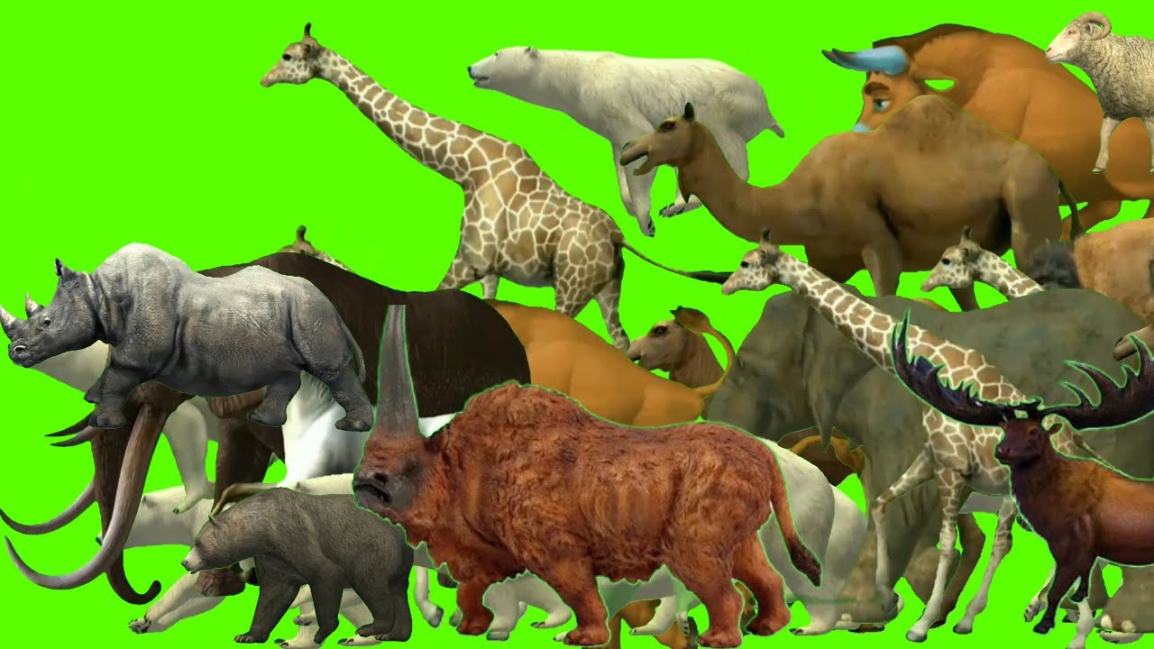 Zoo animals stampede green screen | Wild animals green screen - YouTube