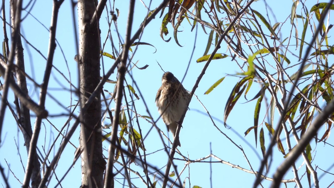 Yazoo National Wildlife Refuge - YouTube