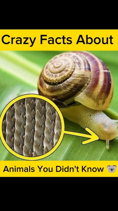 Crazy Facts About Animals 🐨🐌| Amazing Facts | Random Facts | Mind ...