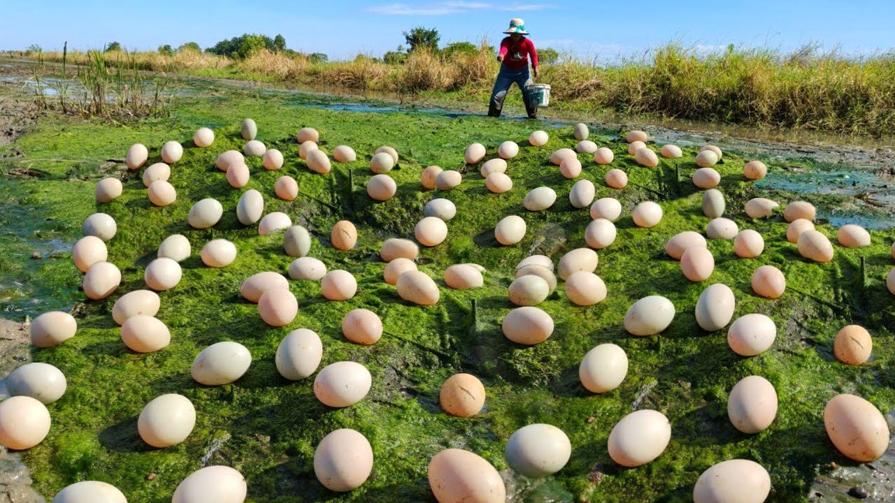 Wow wow unique! a female fisherman pick a lots of duck eggs on the moss ...