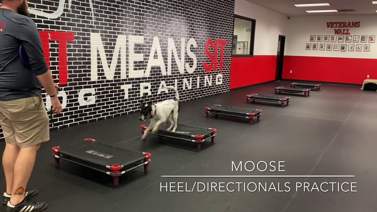 Moose, Heel and Directonal practice - YouTube