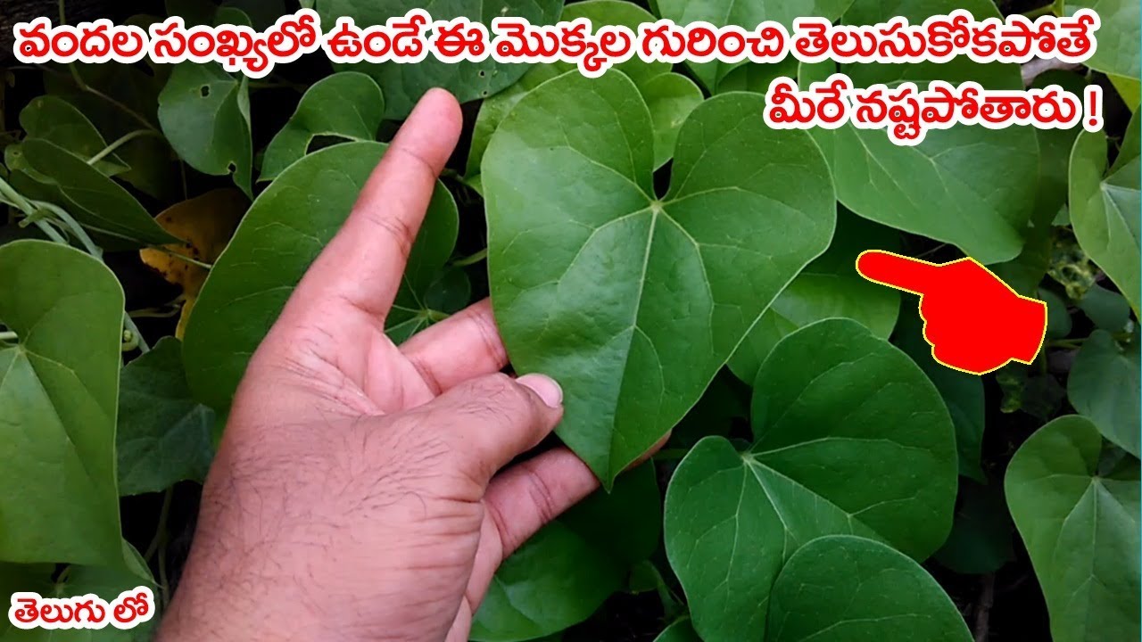 వందల సంఖ్యలో కనిపించే ఈ మొక్కల గురించి తెలుసుకోకపోతే మీరే నష్టపోతారు ...