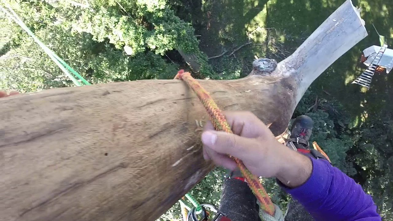 Stamford, CT Dead Elm Tree Removal - YouTube