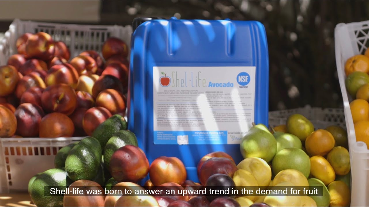 Shel-Life by PolyNatural (HD Sub Eng) - YouTube