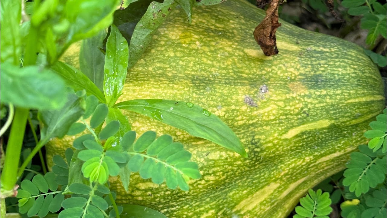 How can you grow many vegetables in small plot? - YouTube