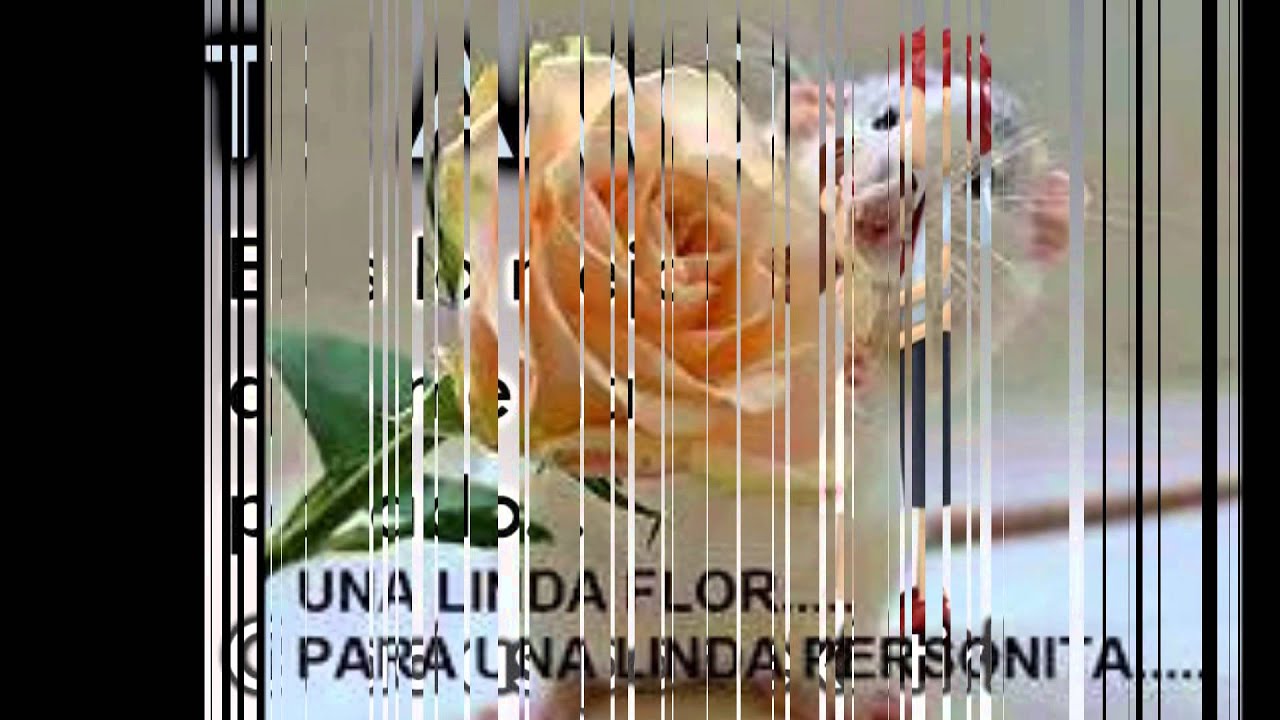 Como te explico Carlos Gatica - YouTube