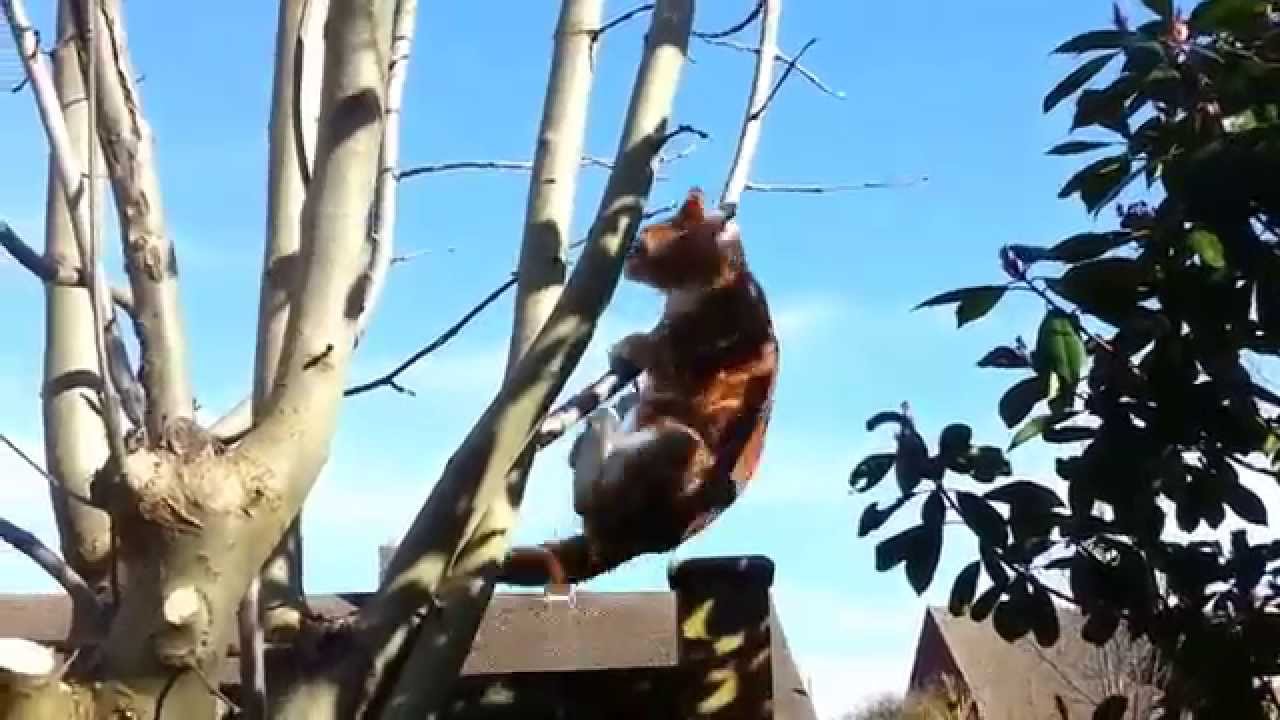 cat up a tree - YouTube