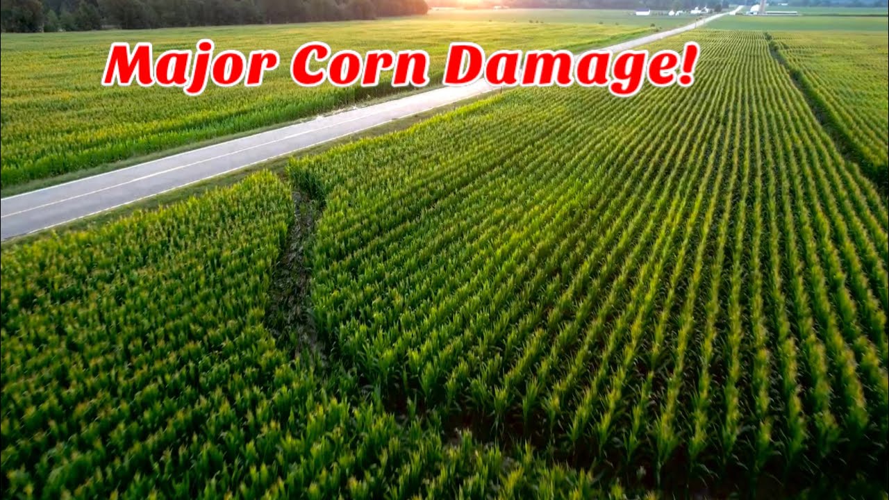 Crazy Driver Trashes Corn, Police Called 🚔 - YouTube