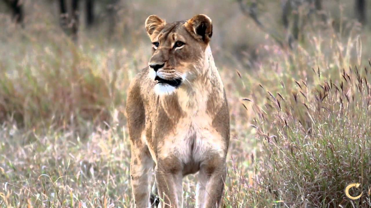 Lions of Tintswalo Nkuhuma lioness with a blind eye - YouTube