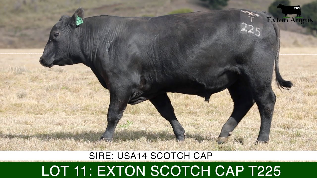 LOT 11 - EXTON ANGUS 2024 - YouTube