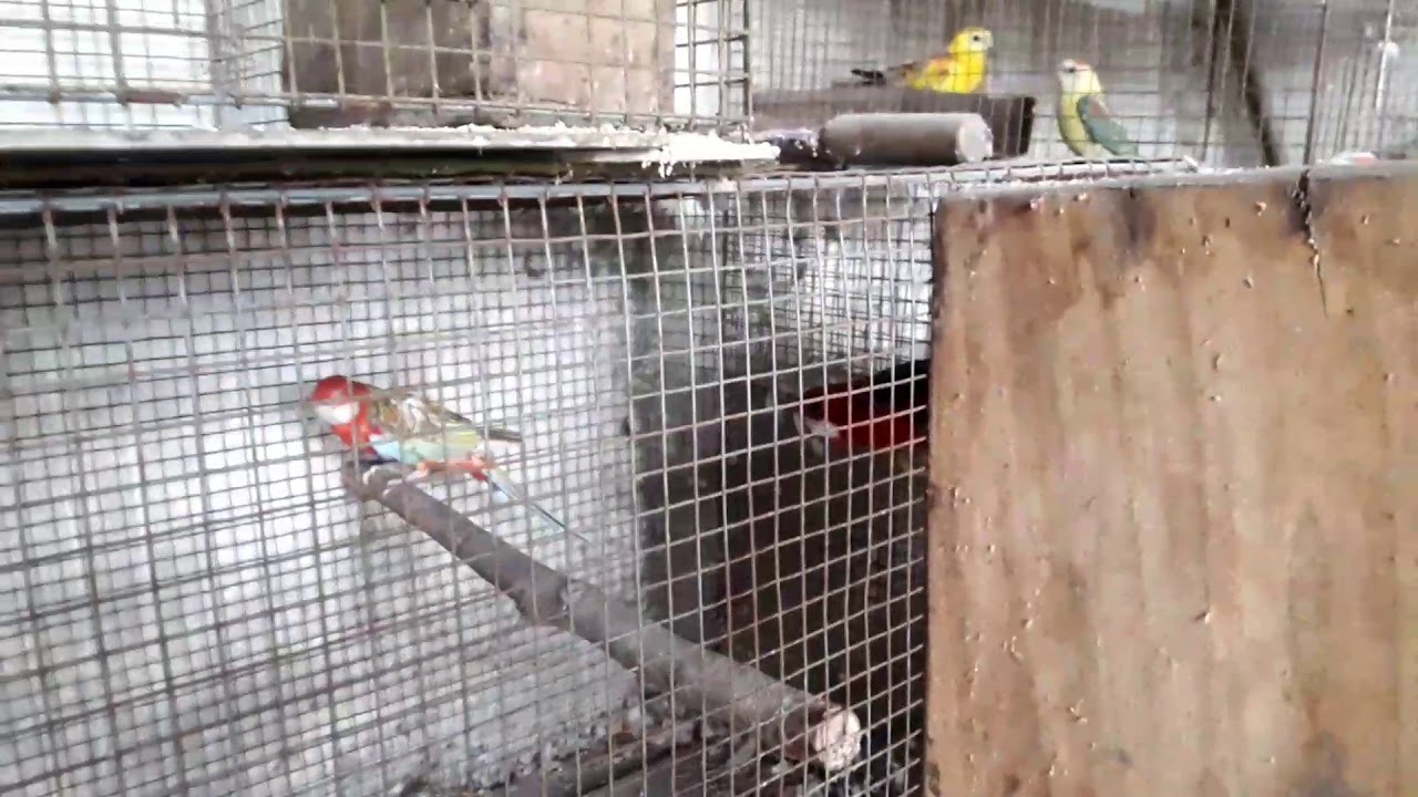 BIRD'S FARM - YouTube