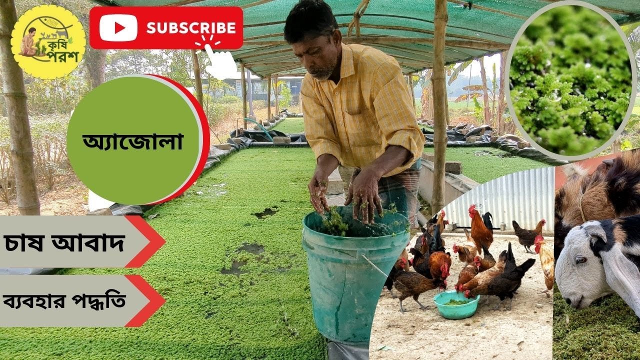 Azolla Cultivation || অ্যাজোলা চাষ || বিকল্প খাদ্য হিসেবে অ্যাজোলা || # ...