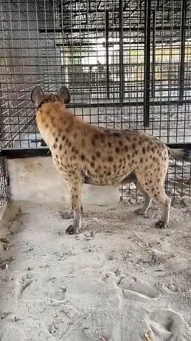 How to deal with a tamed hyena - YouTube