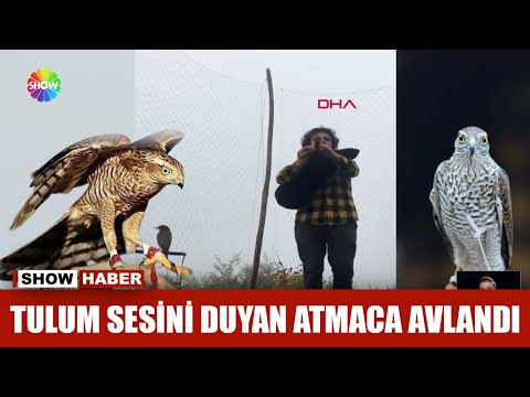 Tulum sesini duyan atmaca avlandı
