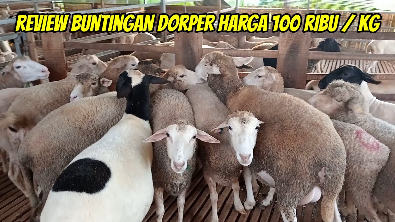 HARGA DOMBA BUNTING DORPER DI SAHABAT TERNAK FARM HANYA 100 RIBU / KG ...