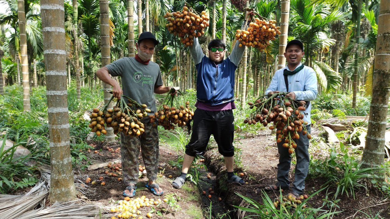 Di kebun pinang bersama teman dari pekanbaru. - YouTube