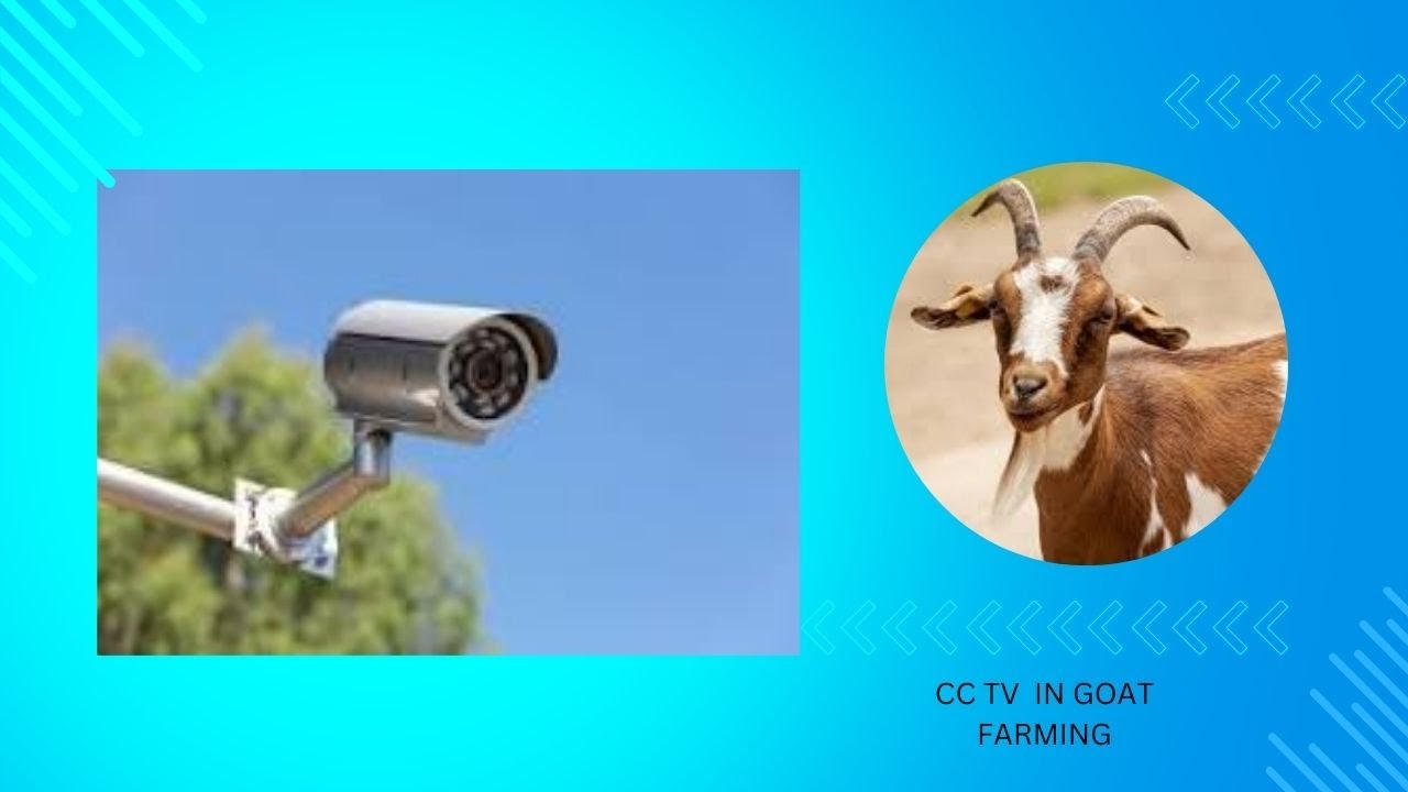 CC TV camera in goat farming | Camera security at farm | Farm security ...