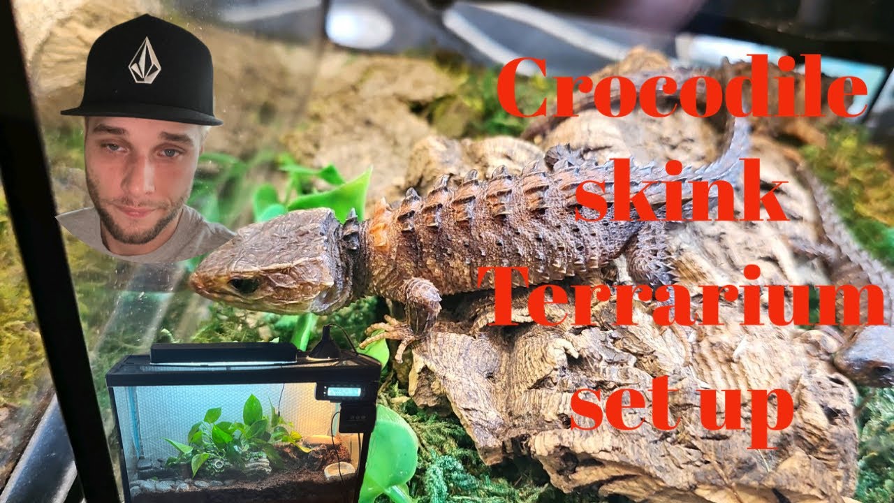 Crocodile skink terrarium set up🦎🔥 - YouTube